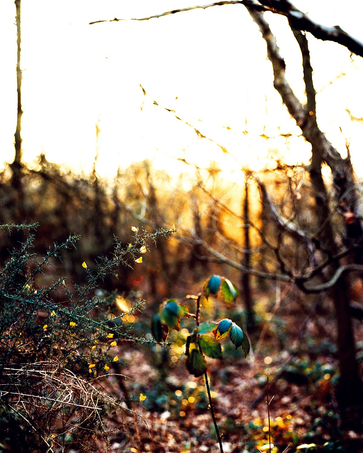Hayes Common, 1998 – Sean Mulcahy Photographic
