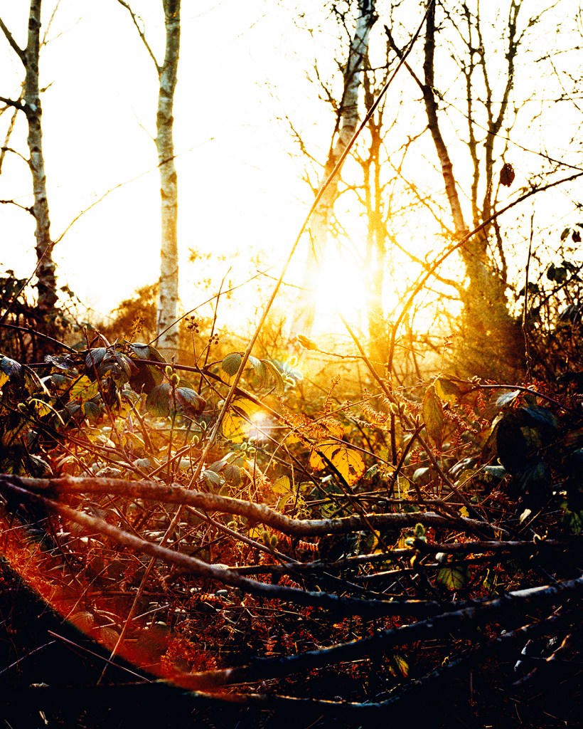 Hayes Common, 1998 – Sean Mulcahy Photographic